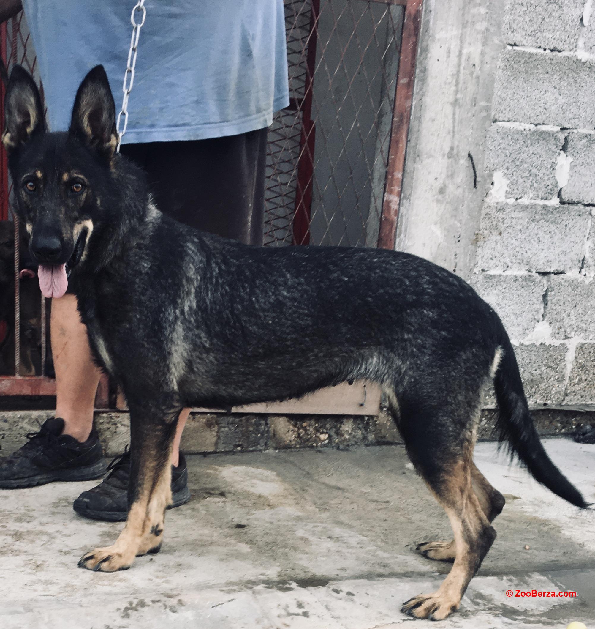 Zooberza.com - Detalji oglasa - Nemački ovčar-zeleni-radna linija