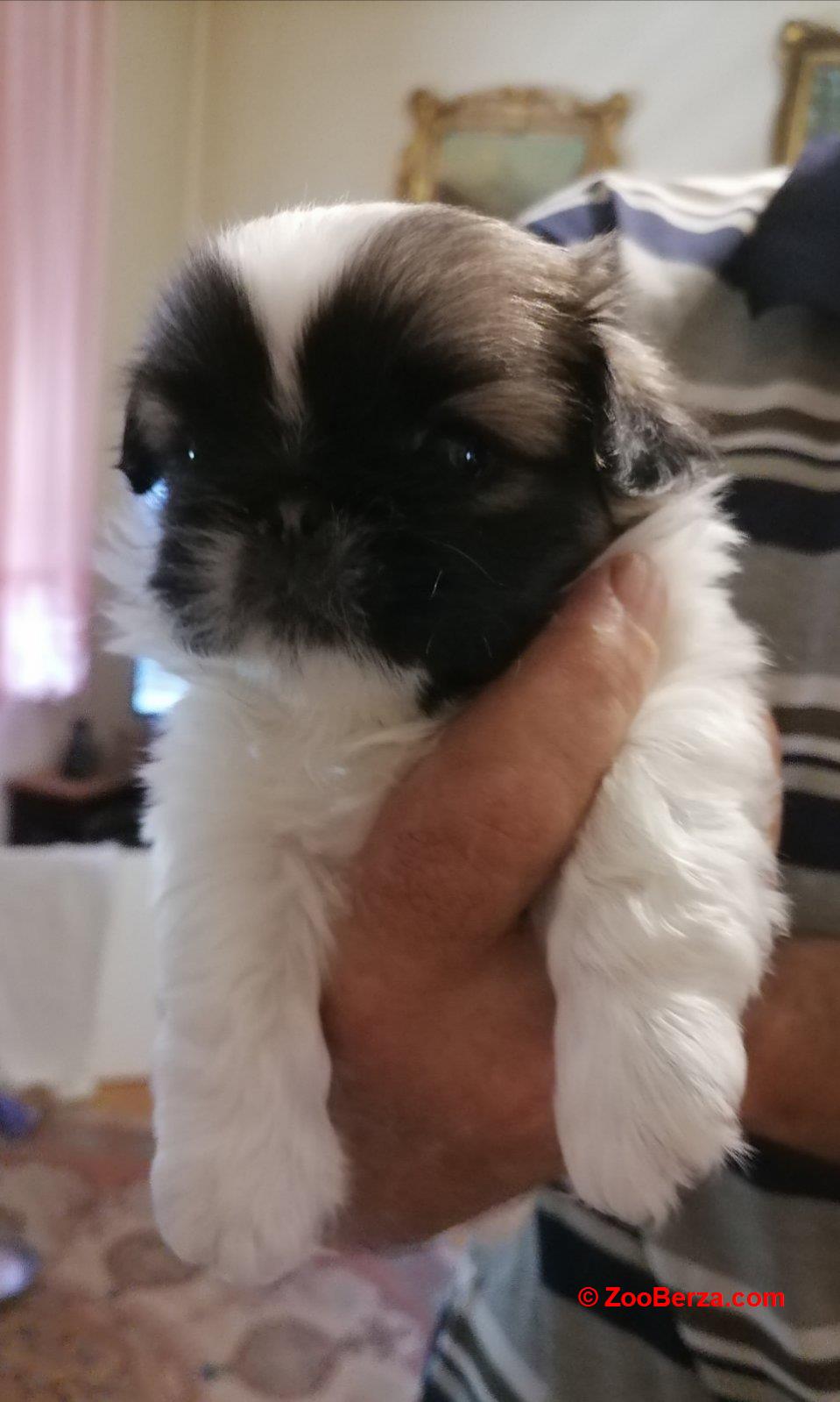 Zooberza.com - Pretraga oglasa