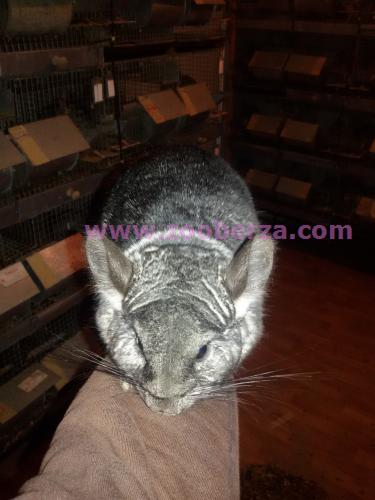 Zooberza.com - Detalji oglasa - Cincile na prodaju - chinchilla