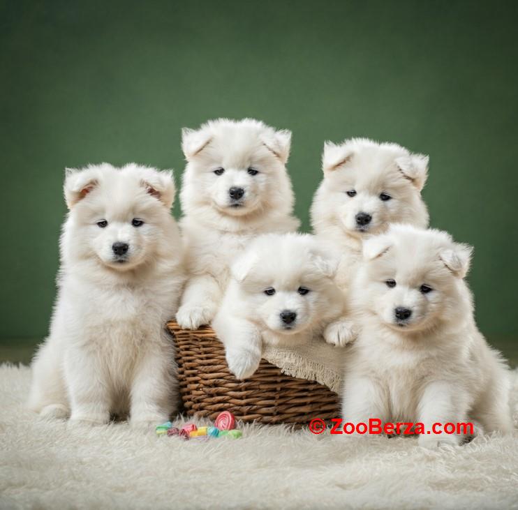 Zooberza.com - Detalji oglasa - Samojed i SIbirski Haski štenci