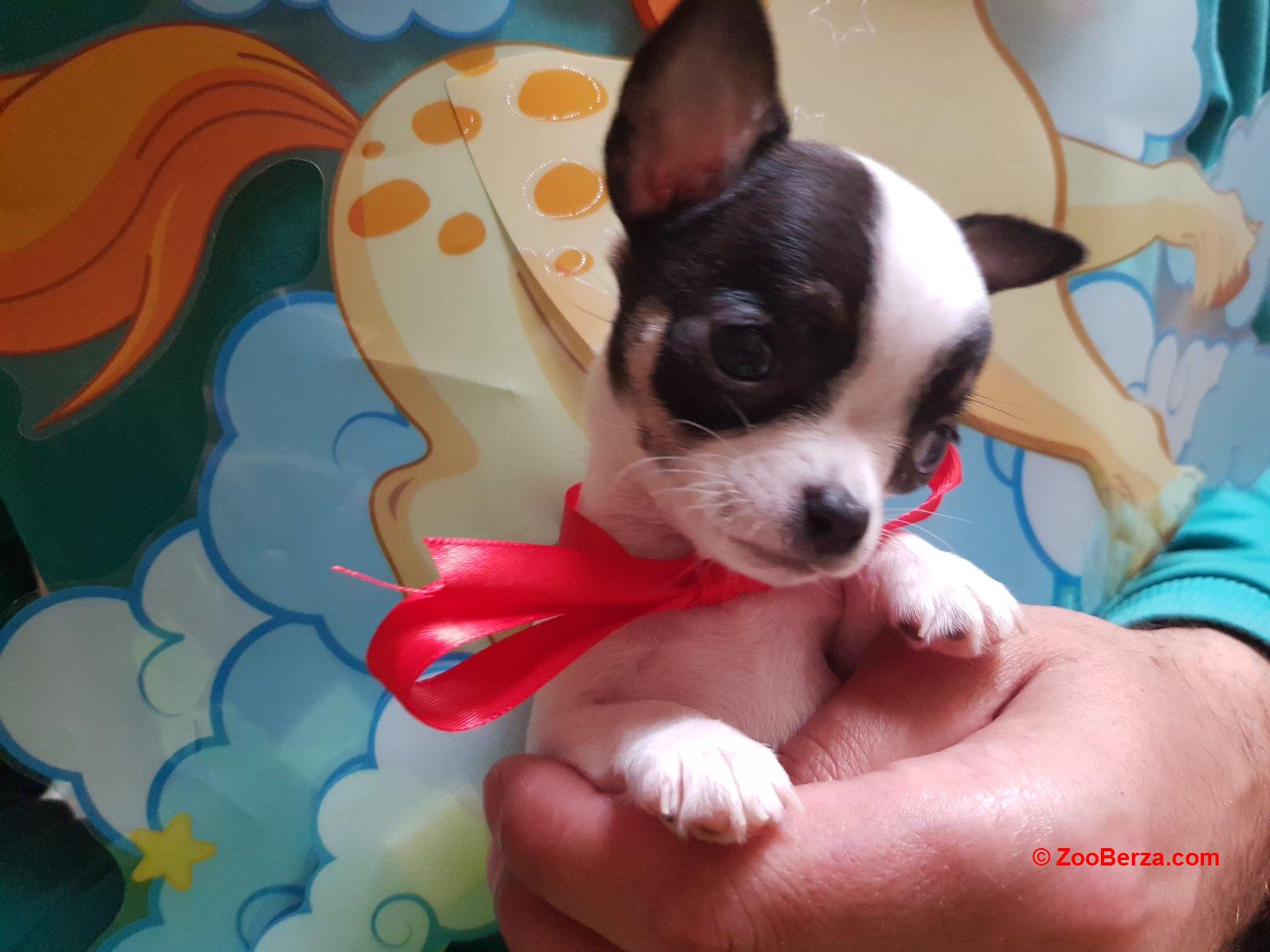 Zooberza.com - Detalji oglasa - NA PRODAJU MINI ČIVAVE