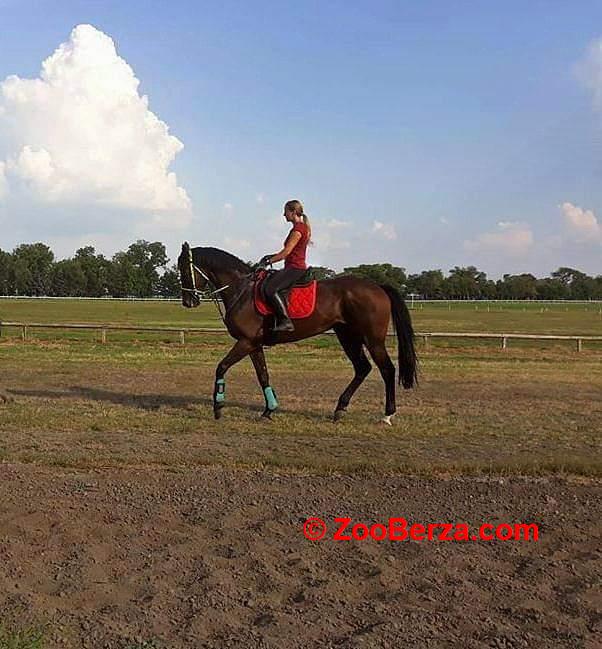 Zooberza.com - Detalji oglasa - Engleski polukrvni konj-kastrat