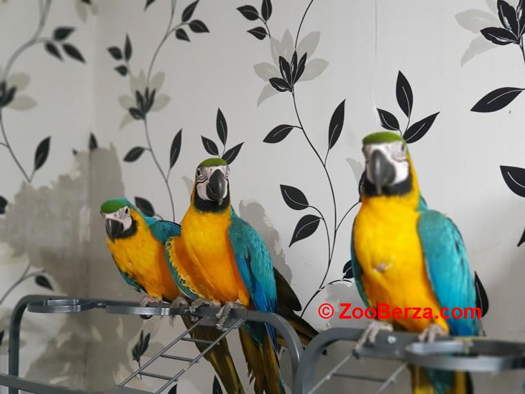 Zooberza.com - Pretraga oglasa - Ptice