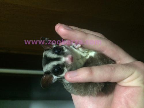 Zooberza.com - Detalji oglasa - Letece Veverice