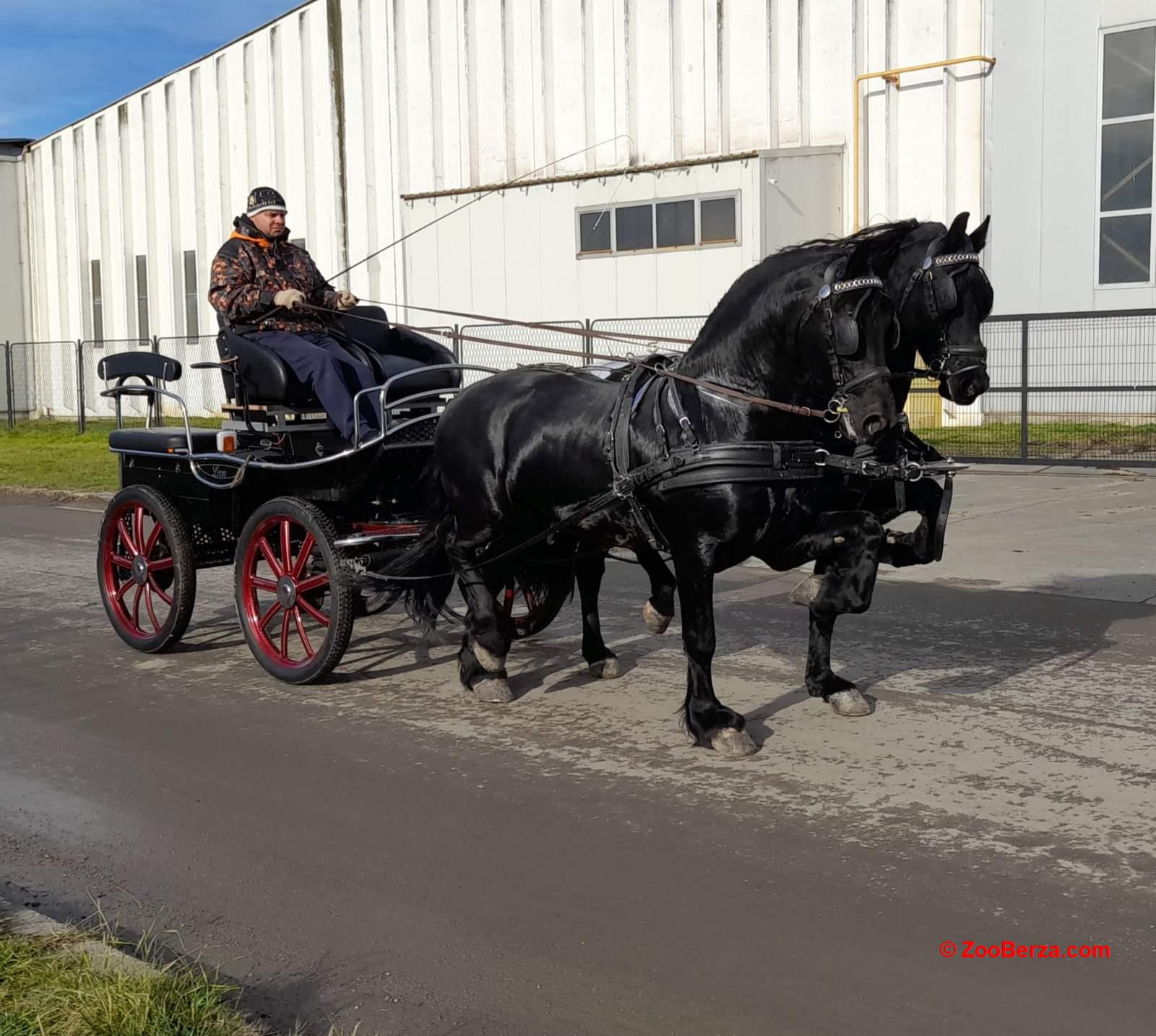 Zooberza.com - Pretraga oglasa - Konji i mazge